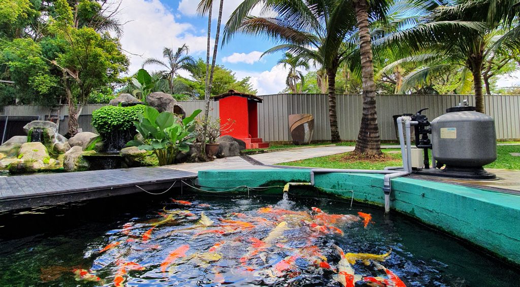 Japanese Koi Fish Supplier Malaysia | 30 Years Koi's Expert - Atarashi Koi